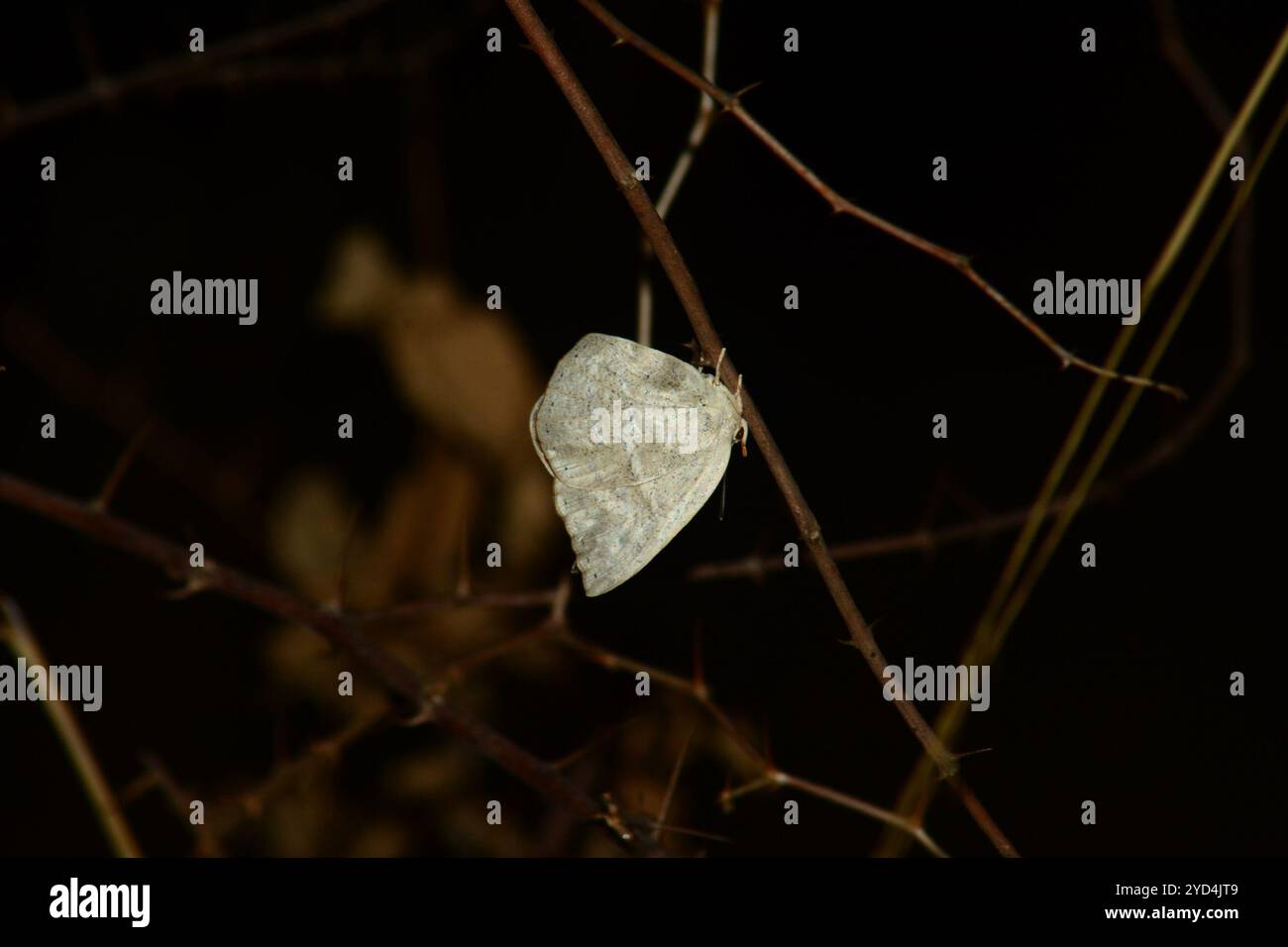 Angled Sunbeam (Curetis acuta Stock Photo - Alamy