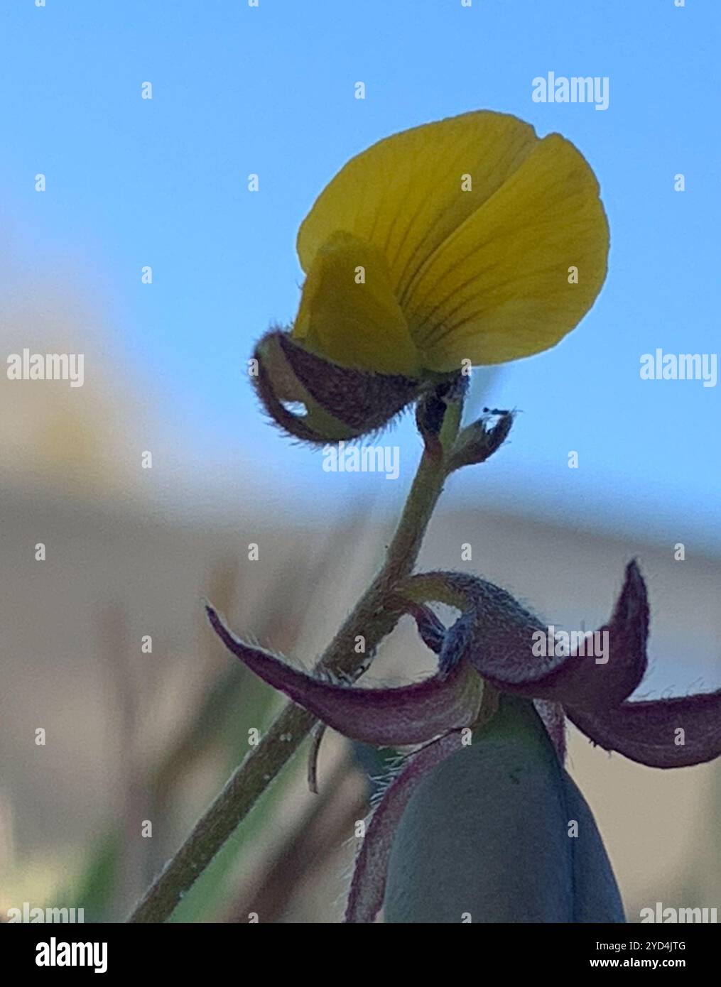 Rabbitbells (Crotalaria rotundifolia Stock Photo - Alamy