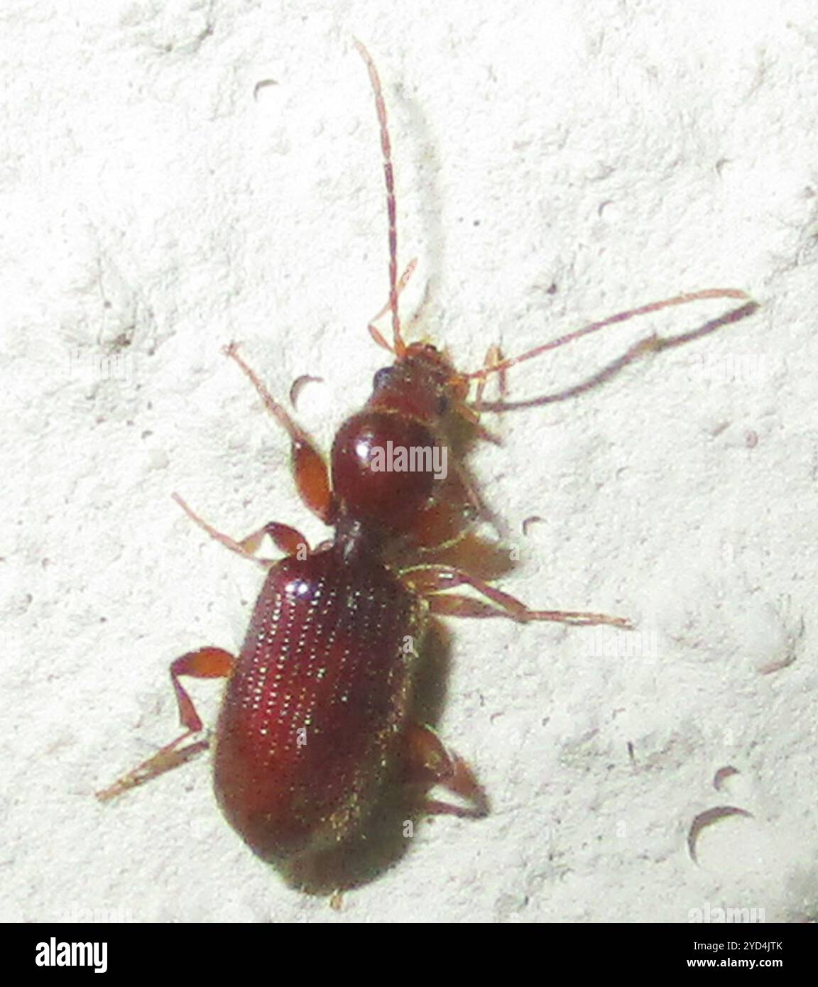 Apotomus hi-res stock photography and images - Alamy