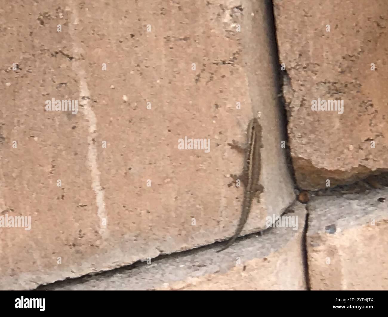 Common Dwarf Gecko (Lygodactylus capensis Stock Photo - Alamy