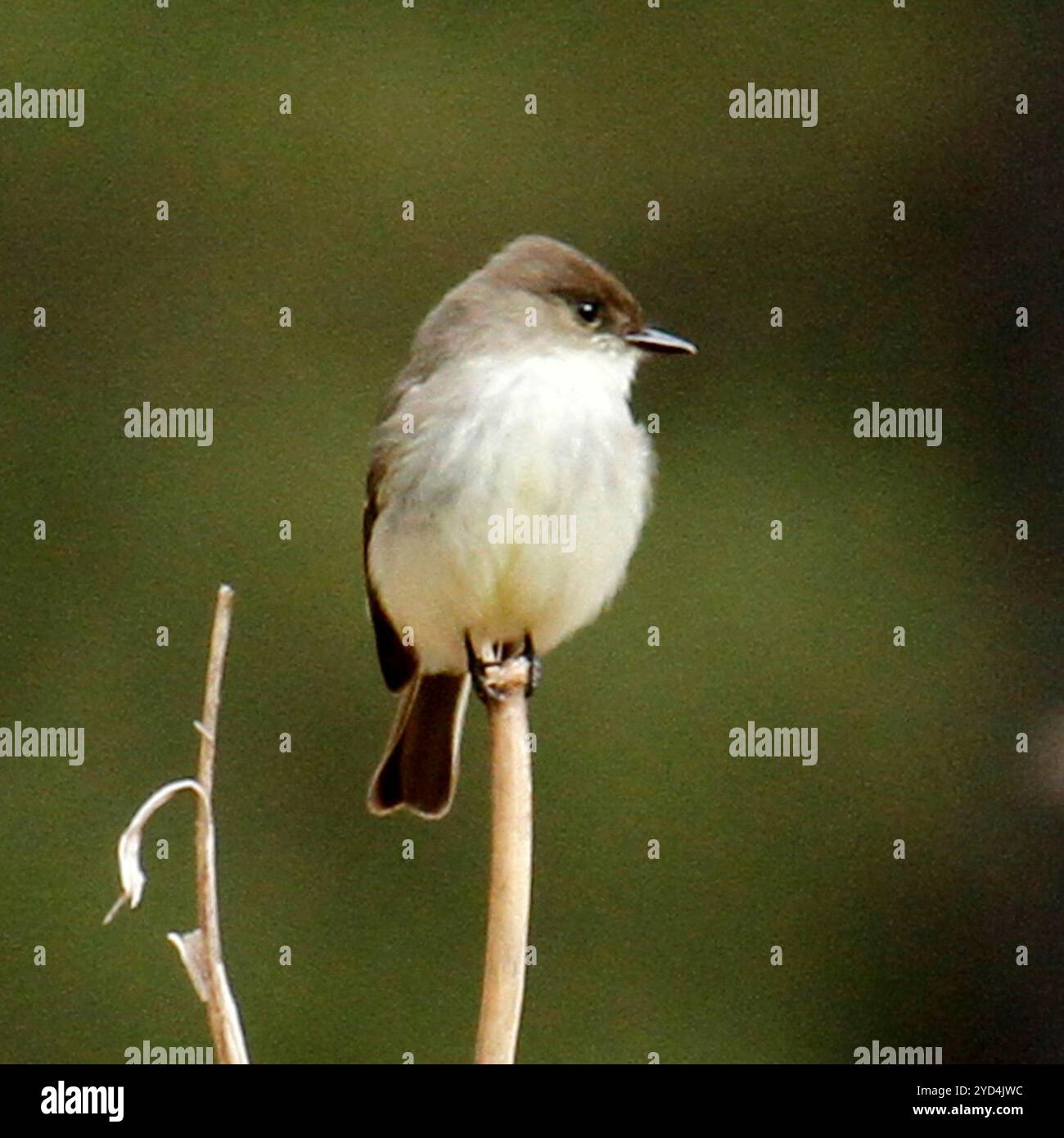 Eastern Phoebe (Sayornis phoebe Stock Photo - Alamy