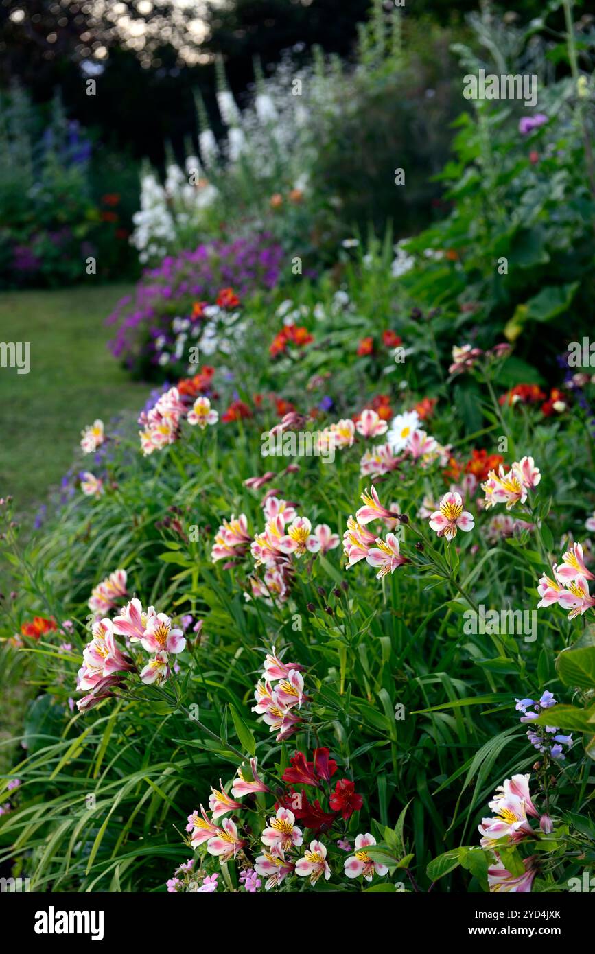 Alstroemeria; Chamaenerion angustifolium; geranium; mixed border; mixed ...