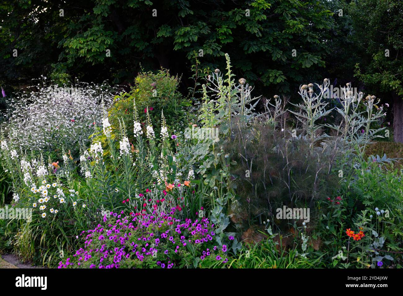 Chamaenerion angustifolium,geranium anne thomson,Leucanthemum × ...