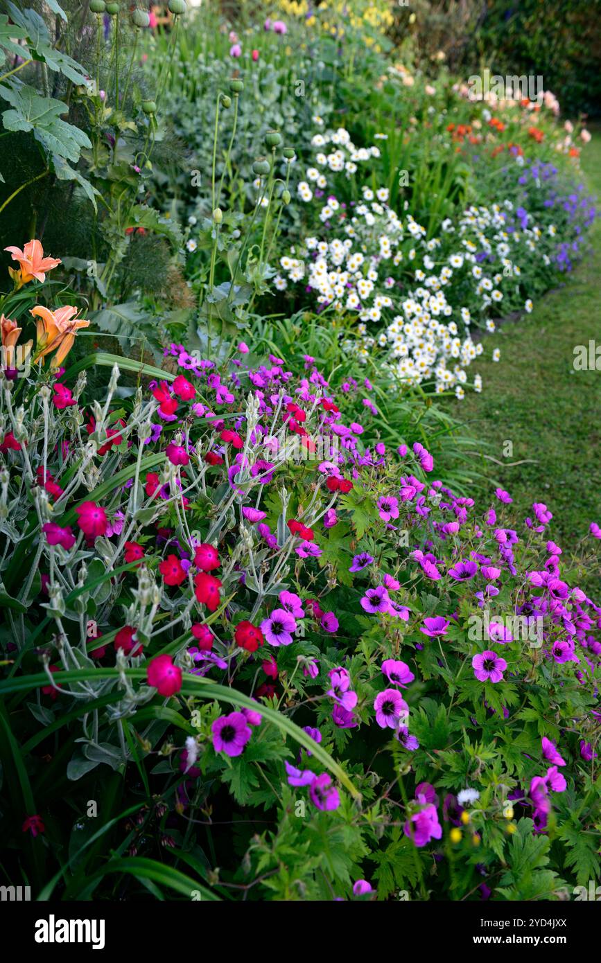 geranium anne thomson,Leucanthemum × superbum,lychnis coronaria,mixed ...