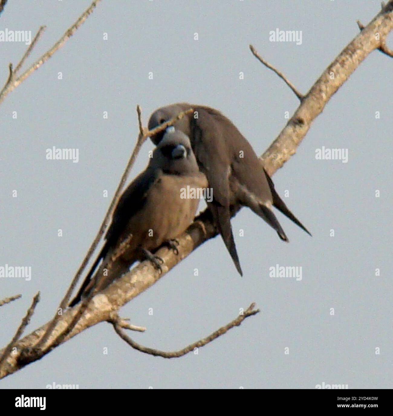 Ashy Woodswallow (Artamus fuscus Stock Photo - Alamy