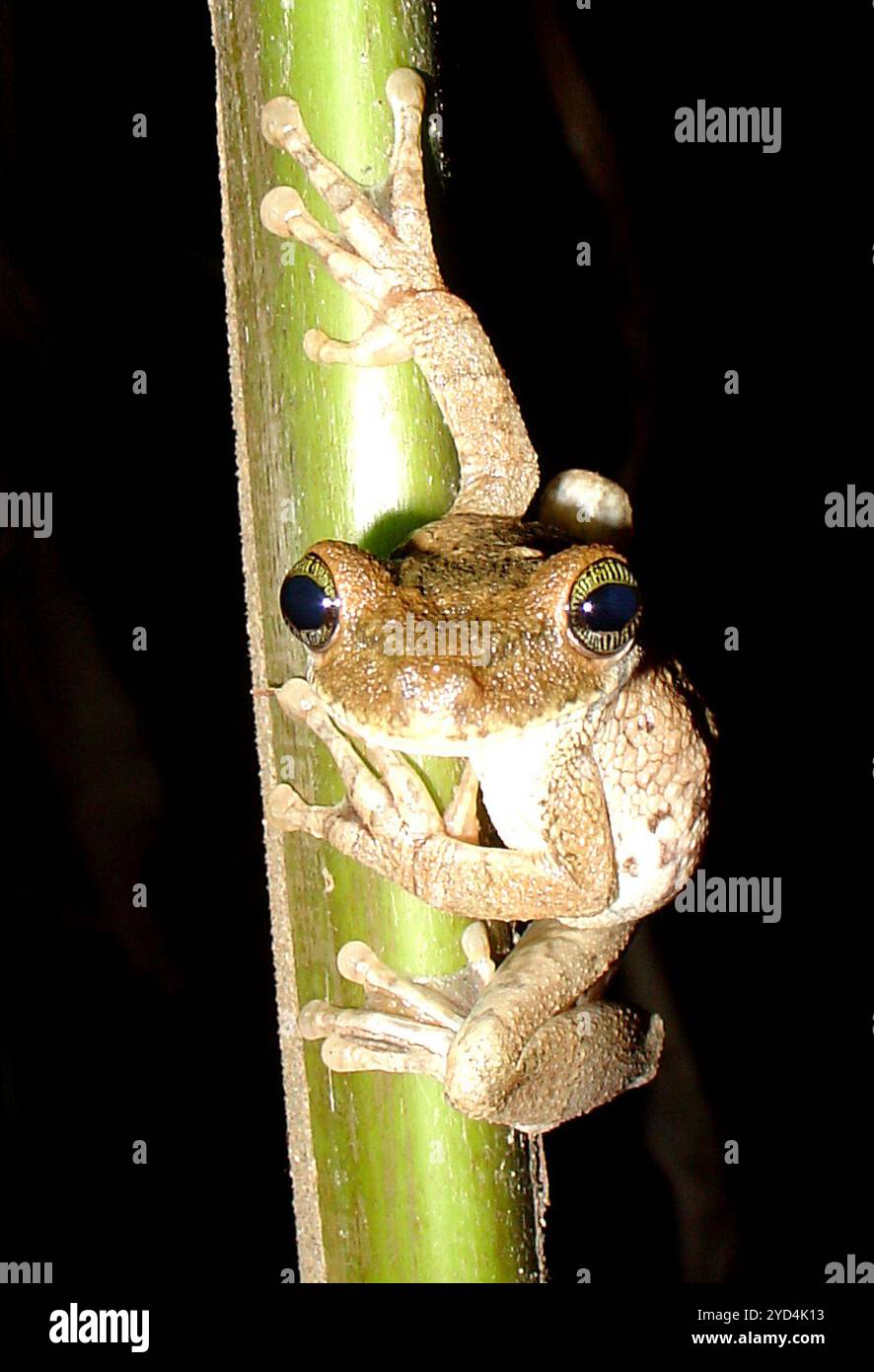 Manaus Spiny-backed Frog (Osteocephalus taurinus Stock Photo - Alamy