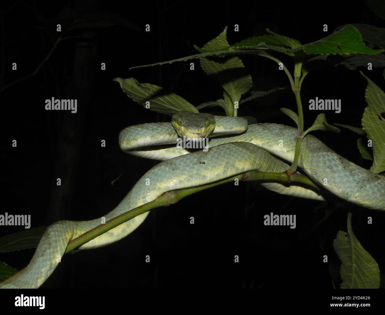 Common Bamboo Viper (Craspedocephalus gramineus Stock Photo - Alamy