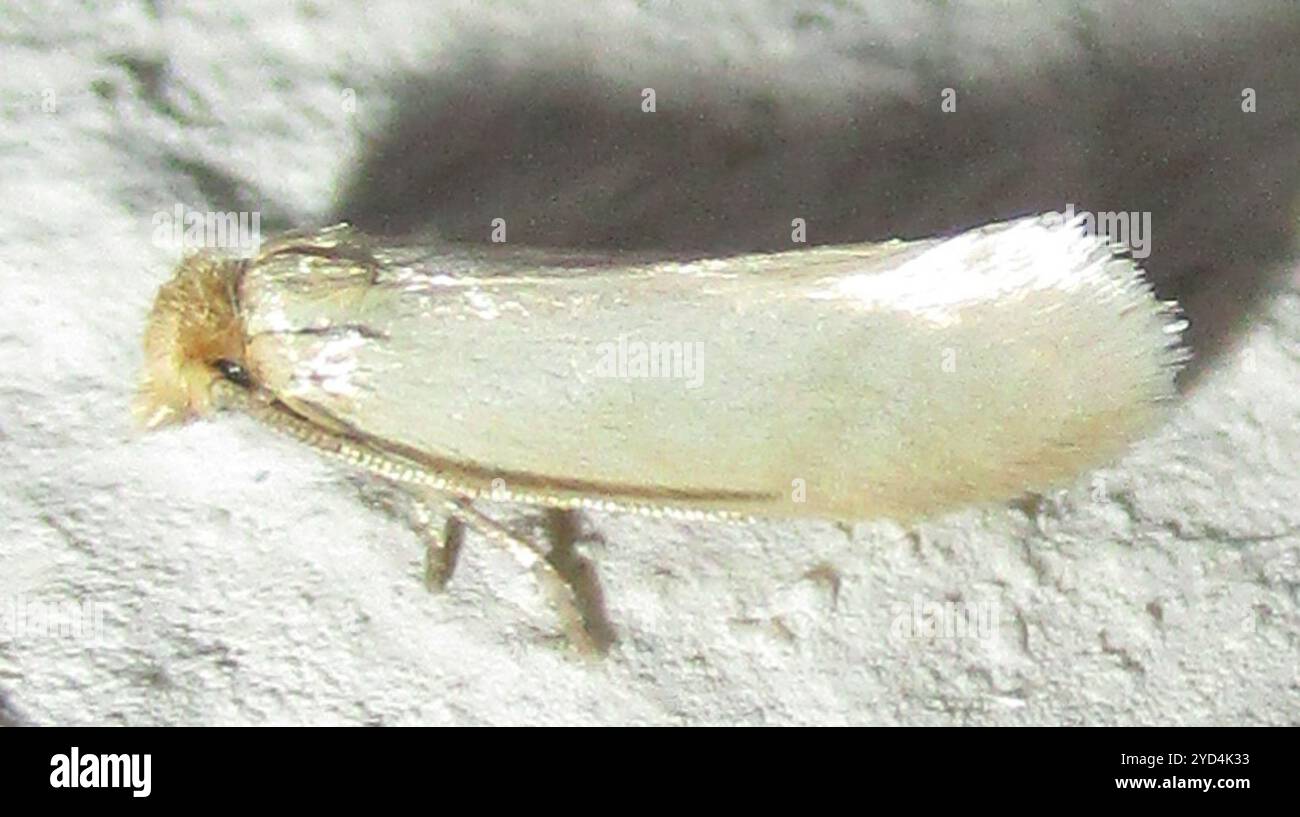 Fungus Moths, Clothes Moths, & Allies (Tineidae Stock Photo - Alamy