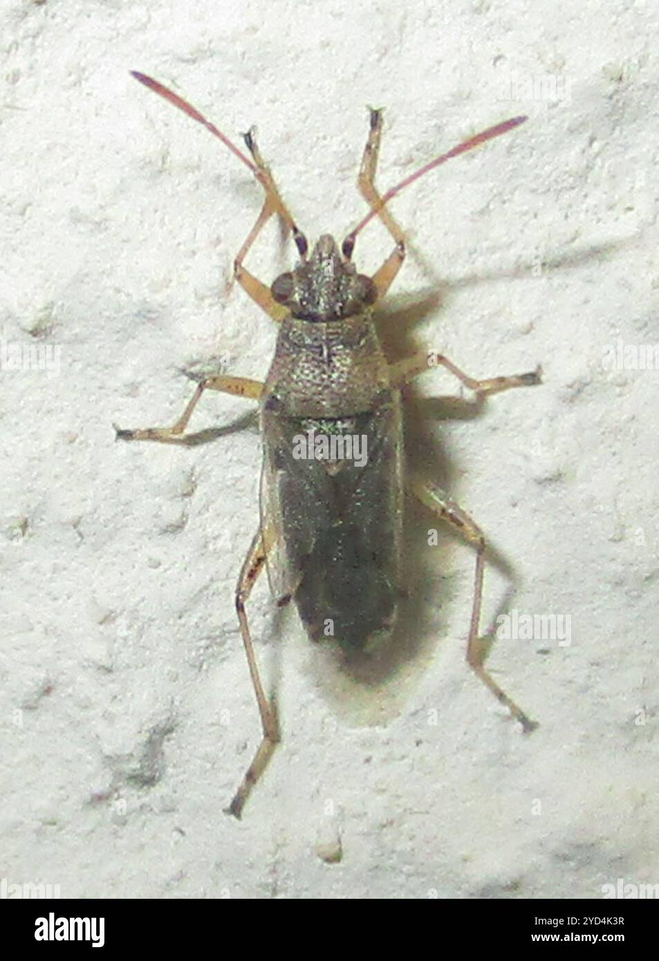 False chinch bugs (Nysius Stock Photo - Alamy