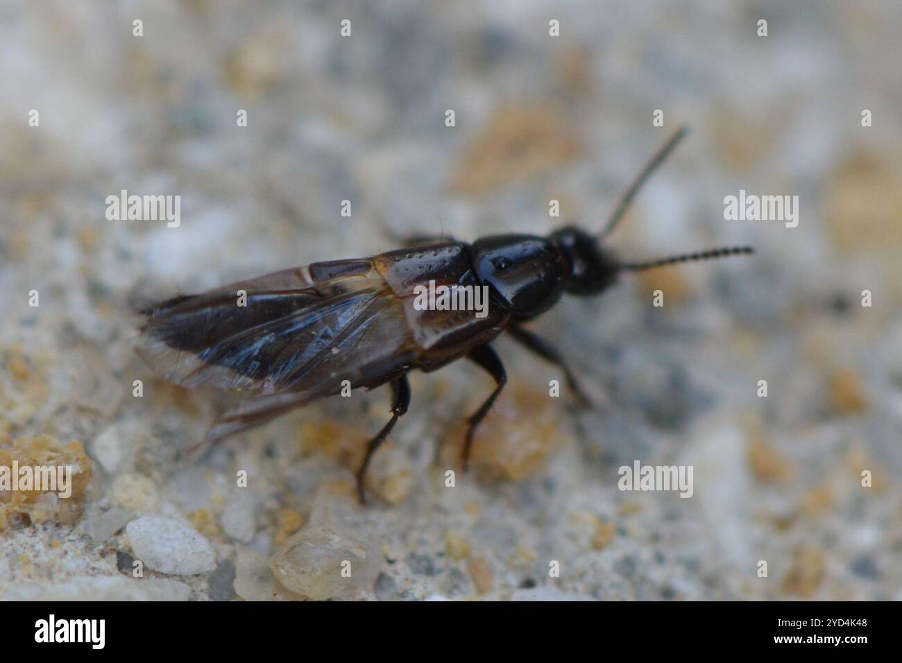Quedius cinctus hi-res stock photography and images - Alamy