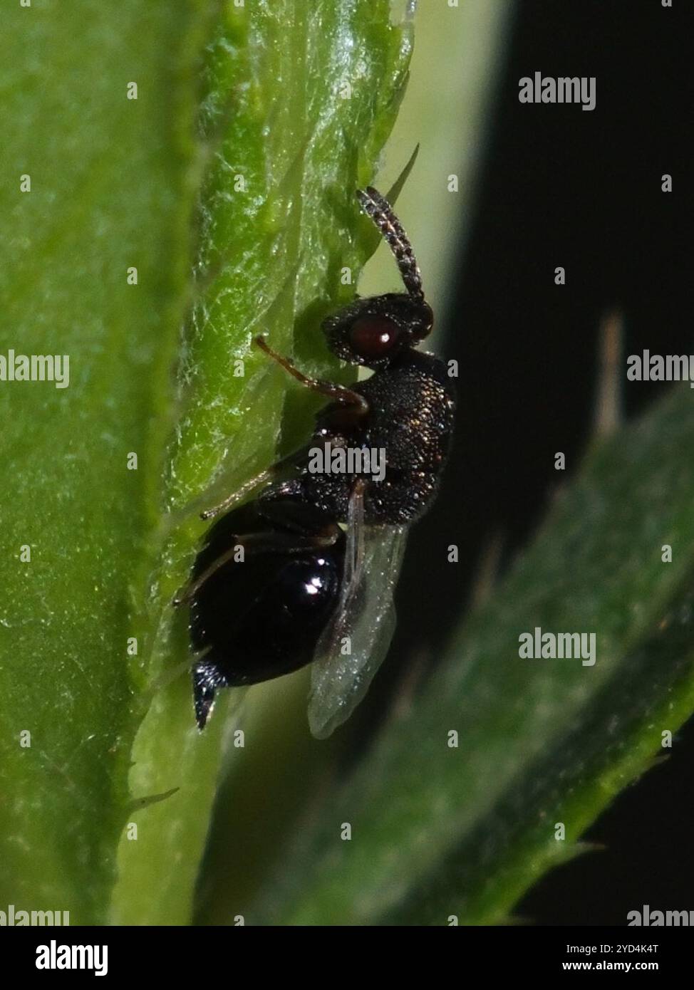 Eurytoma hi-res stock photography and images - Alamy