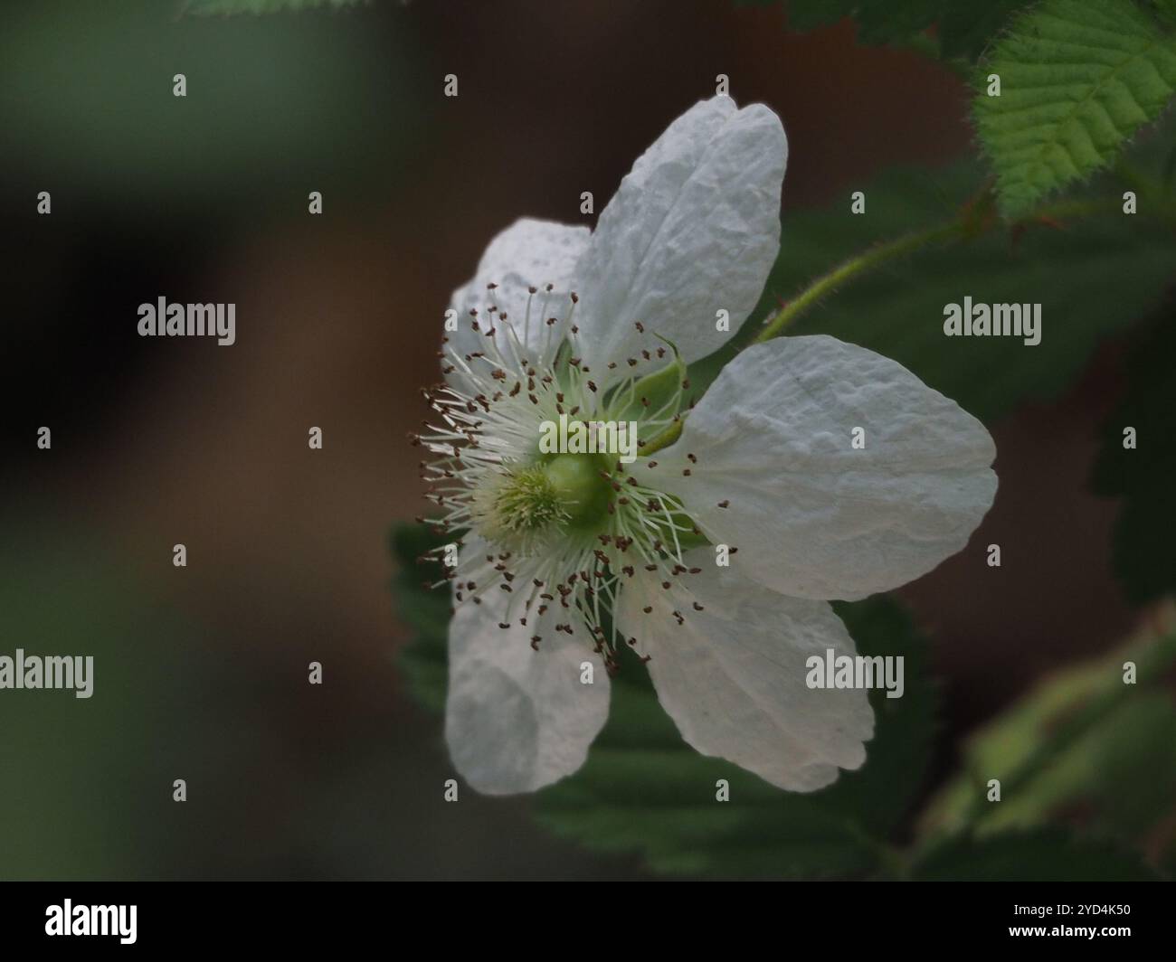 roseleaf bramble (Rubus rosifolius Stock Photo - Alamy
