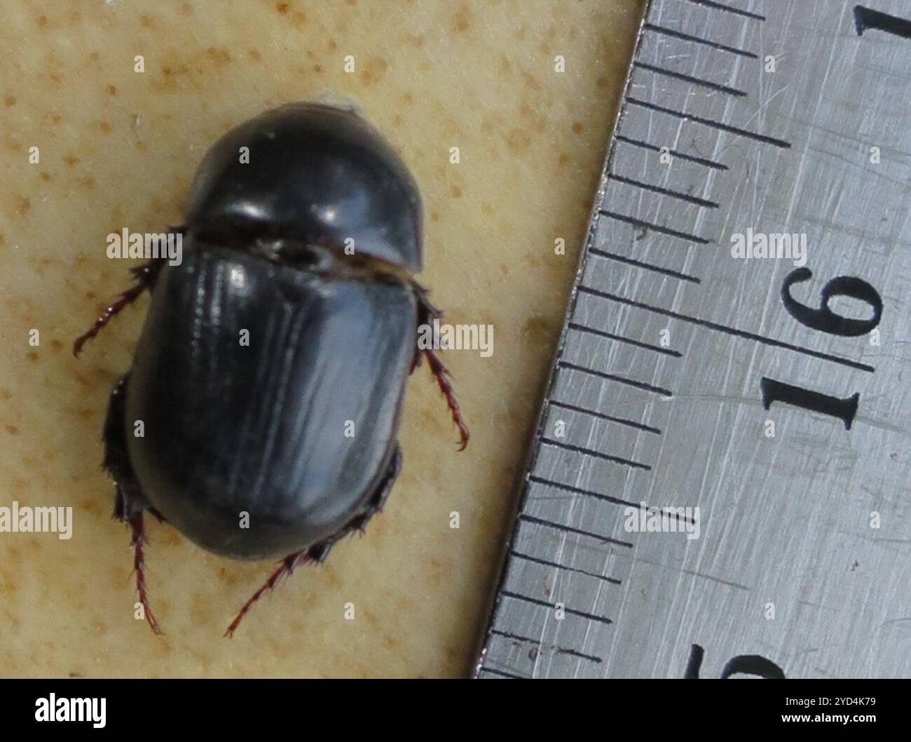 African Black Beetle (Heteronychus arator Stock Photo - Alamy