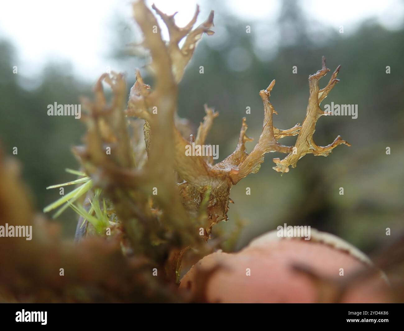 Antlered Jellyskin Lichen (Scytinium palmatum Stock Photo - Alamy