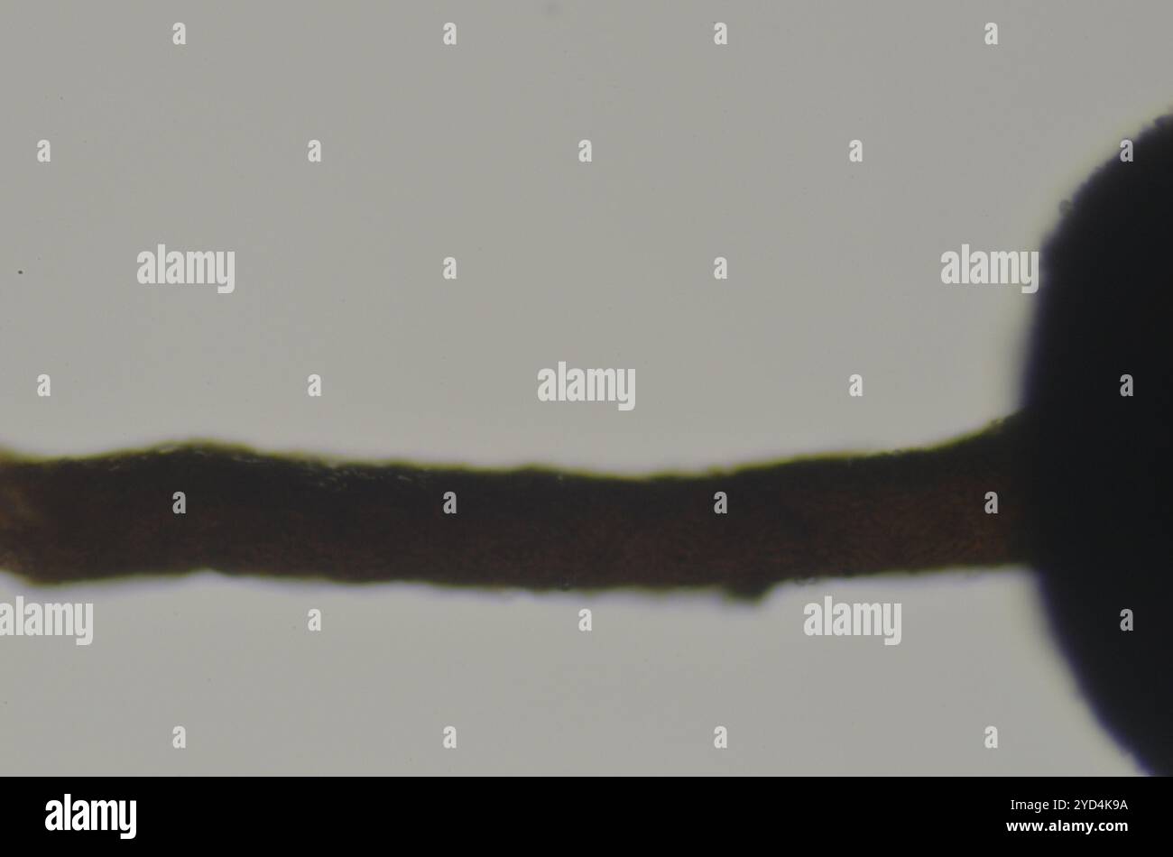 Mycocalicium subtile hi-res stock photography and images - Alamy