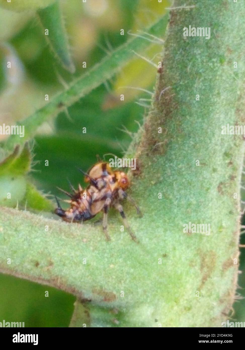 Typical Treehoppers (Membracidae Stock Photo - Alamy