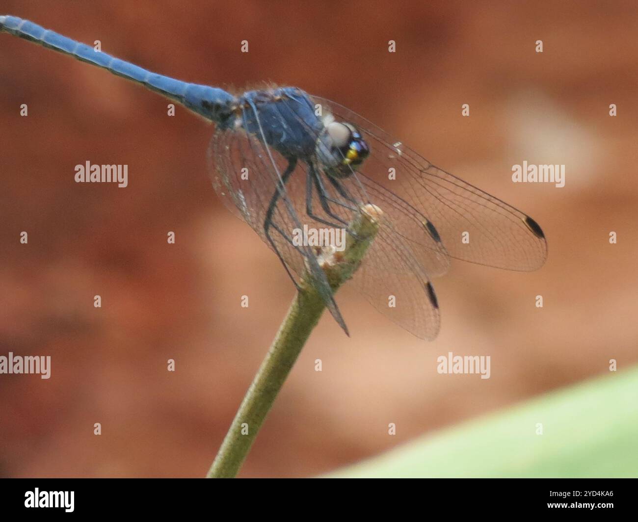 Navy dropwing hi-res stock photography and images - Alamy