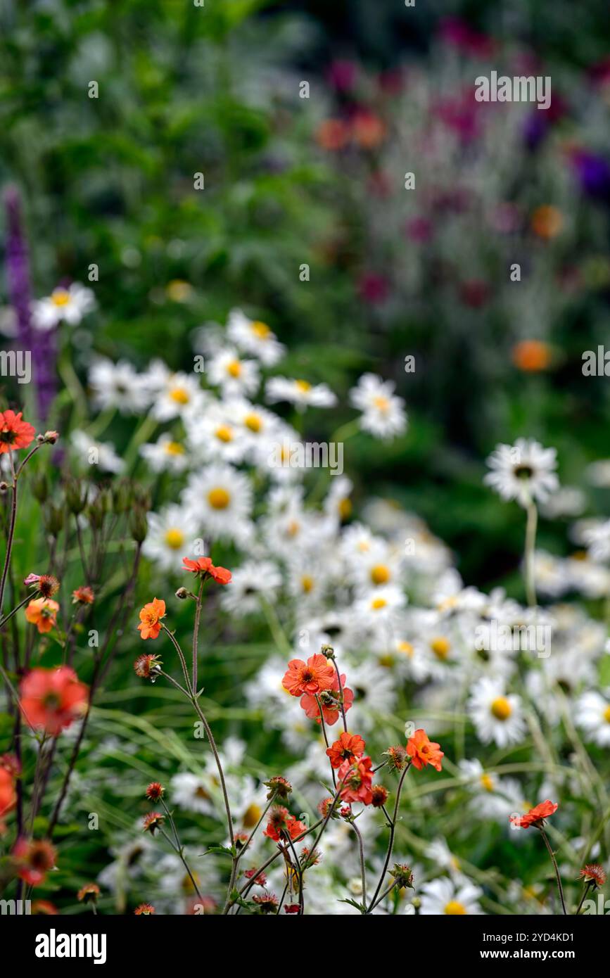 geum coccineum totally tangerine,Leucanthemum × superbum,orange and ...