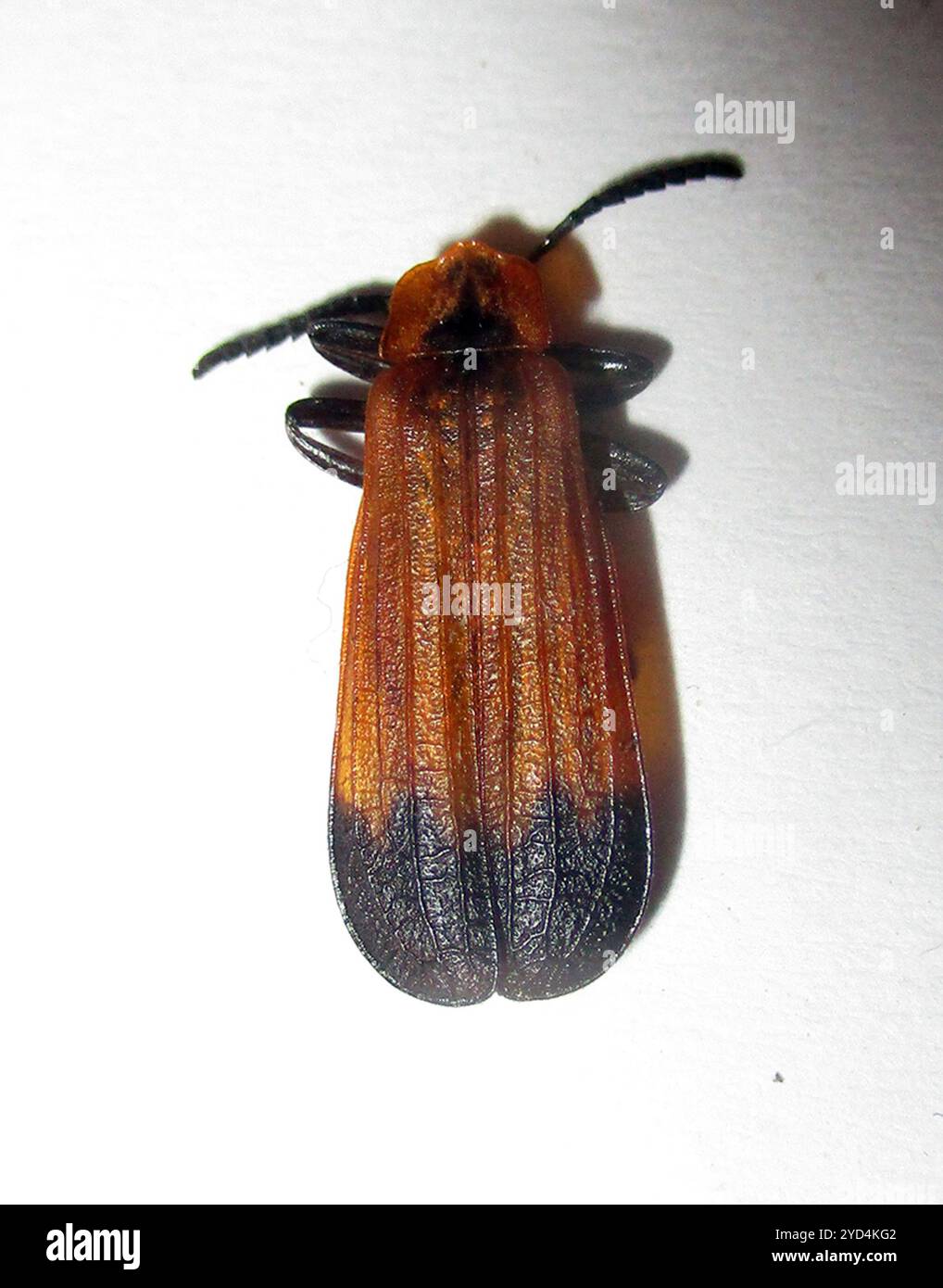 Netwing Beetles (Lycus Stock Photo - Alamy