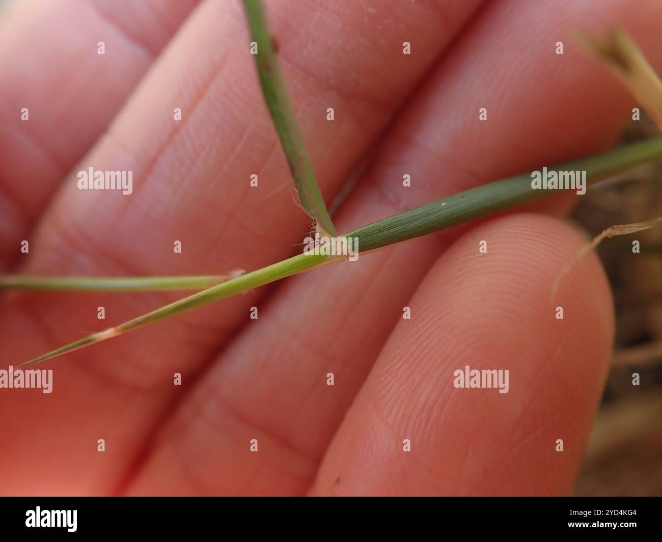 Australian Bluestem (Bothriochloa bladhii Stock Photo - Alamy