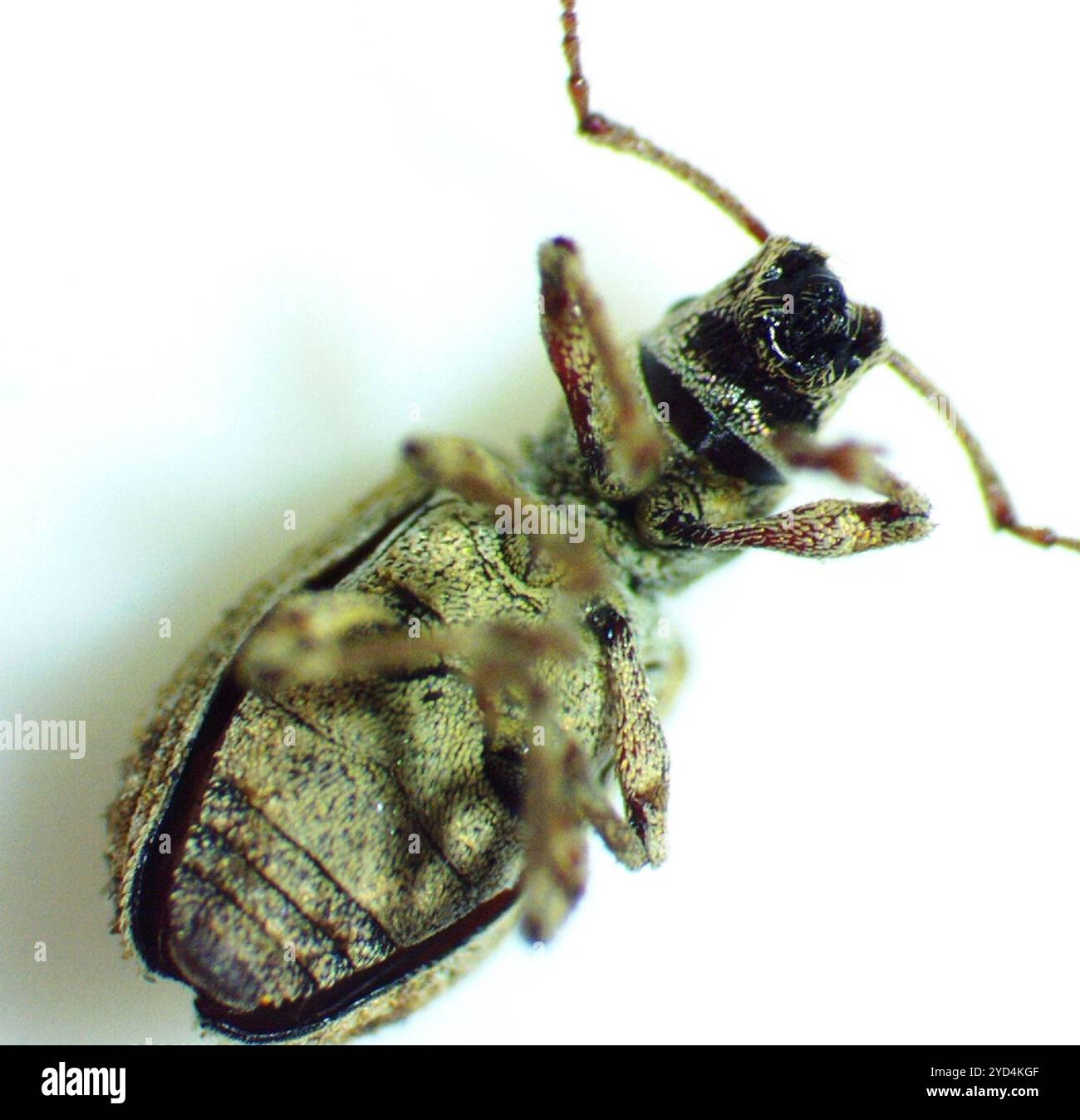 Peach Root Weevil (Pseudoedophrys hilleri Stock Photo - Alamy