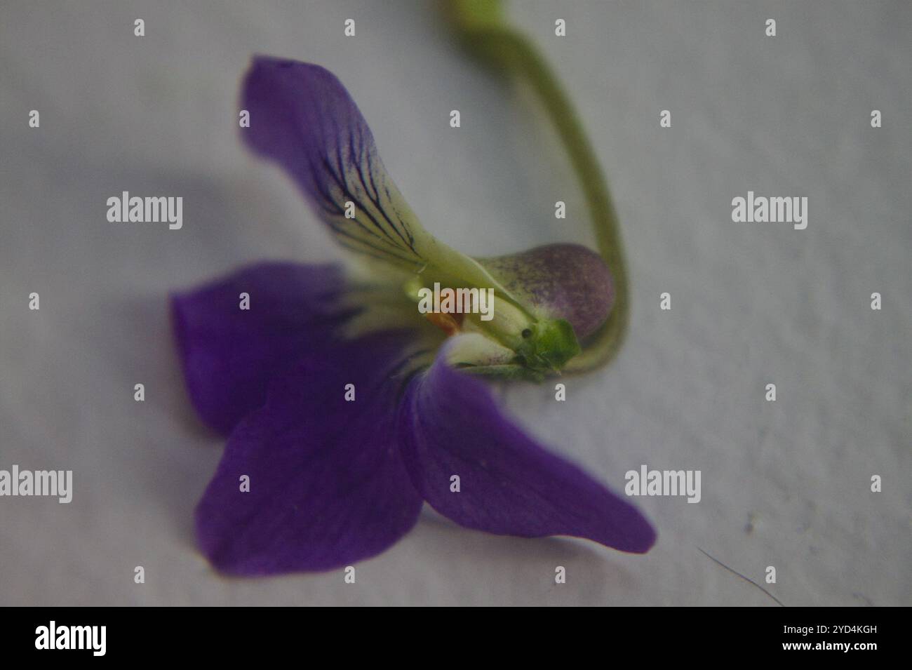 eastern American blue violets (Borealiamericanae Stock Photo - Alamy