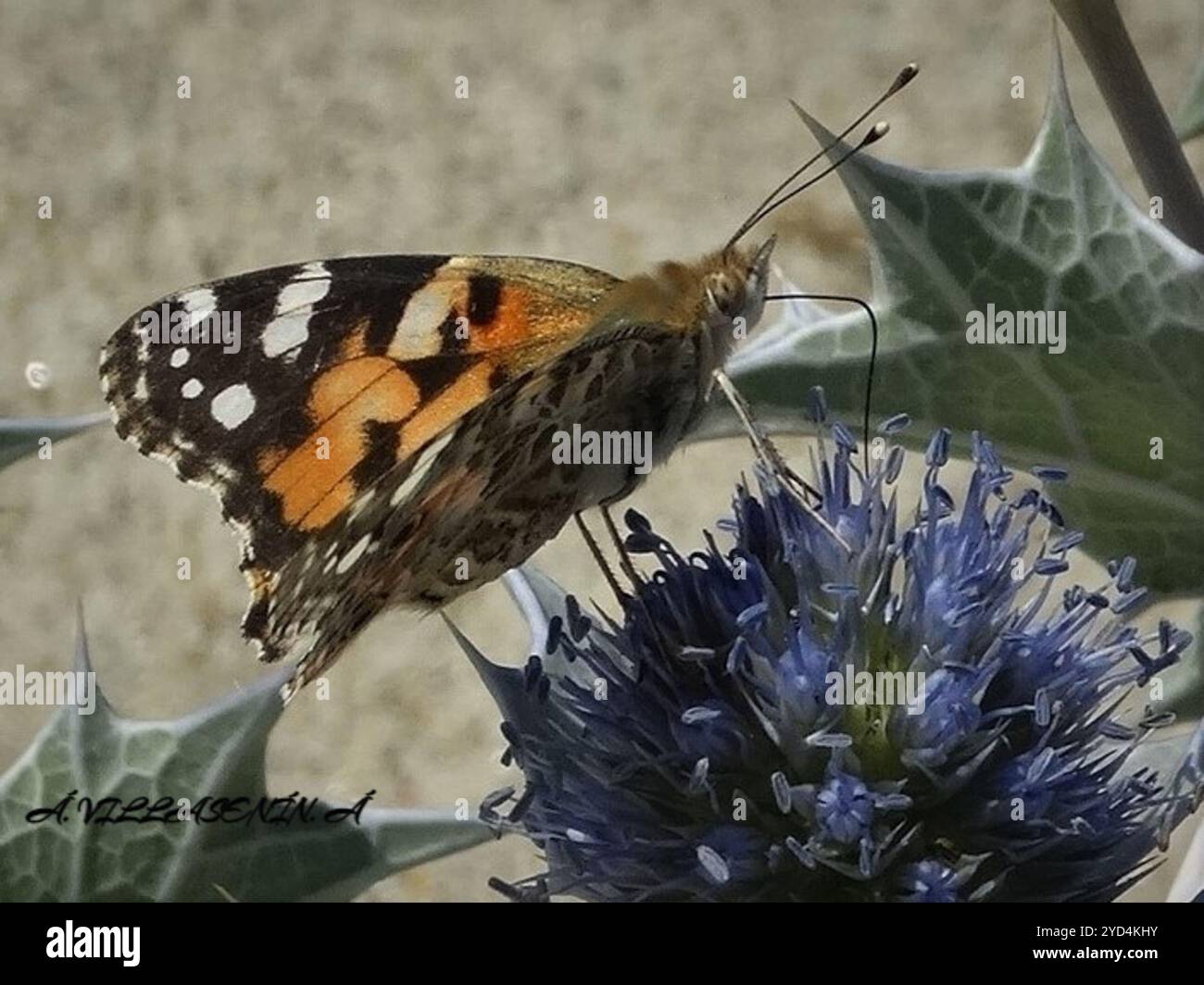 Painted Lady (Vanessa cardui Stock Photo - Alamy