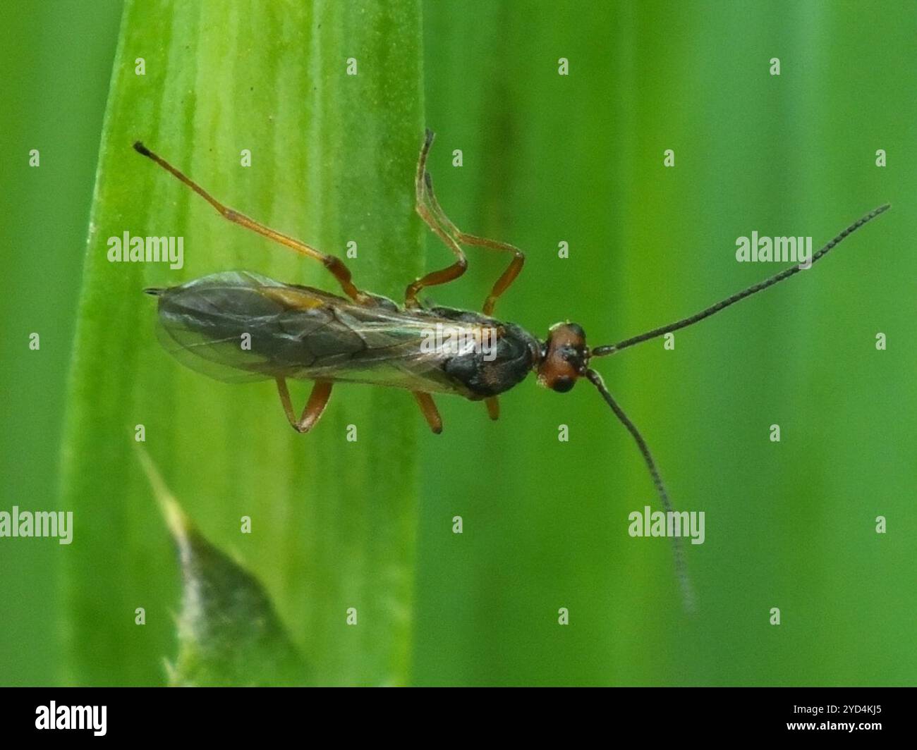 Aleiodes hi-res stock photography and images - Alamy