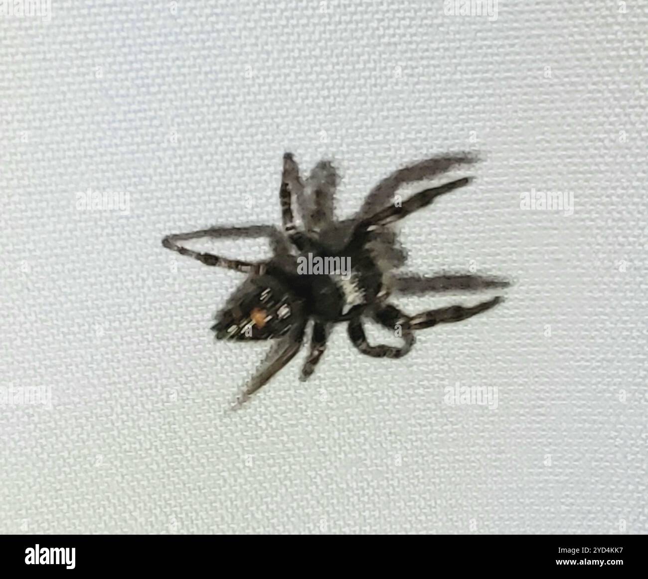 Bold Jumping Spider (Phidippus audax Stock Photo - Alamy