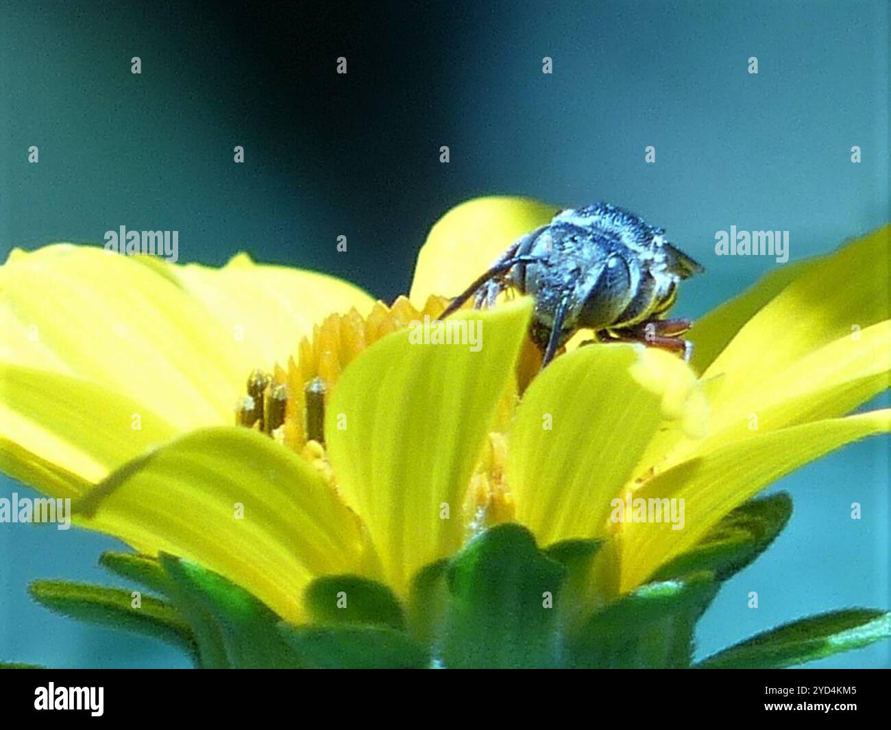 Sharptail Bees (Coelioxys Stock Photo - Alamy