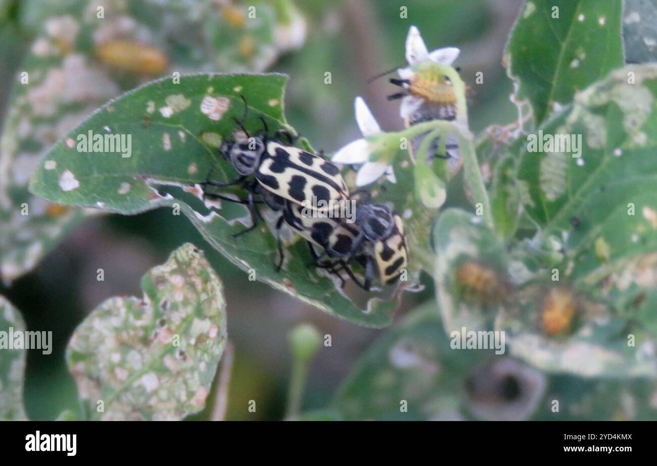 Spotted Maize Beetle (Astylus atromaculatus Stock Photo - Alamy
