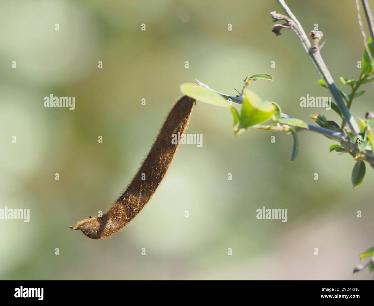 South African hoarypea (Tephrosia noctiflora Stock Photo - Alamy