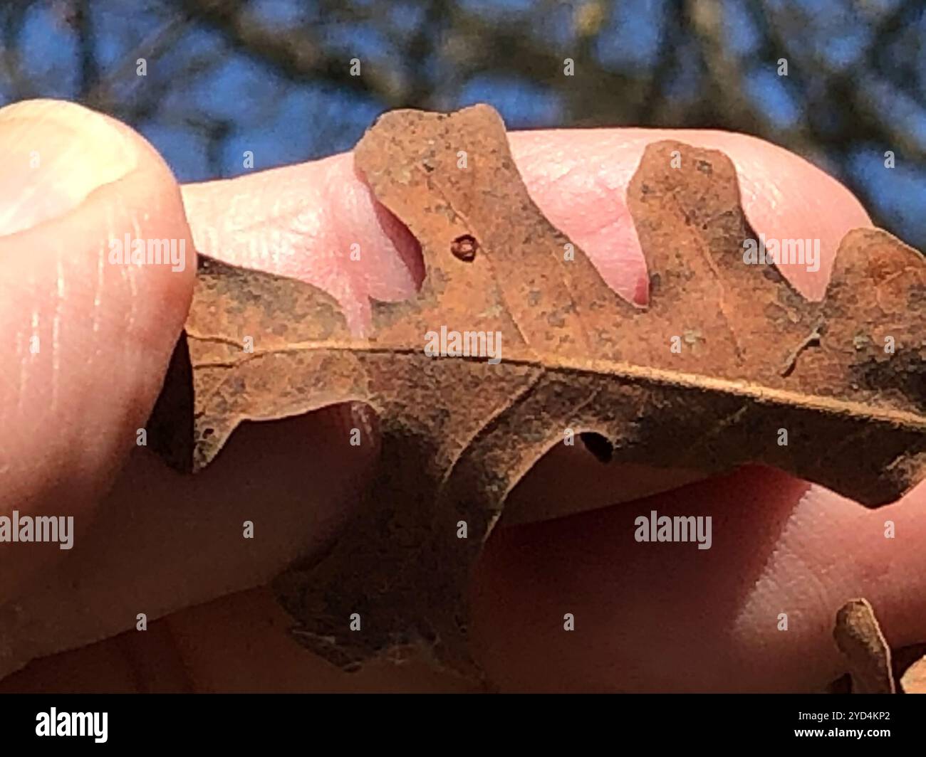 valley oak (Quercus lobata Stock Photo - Alamy