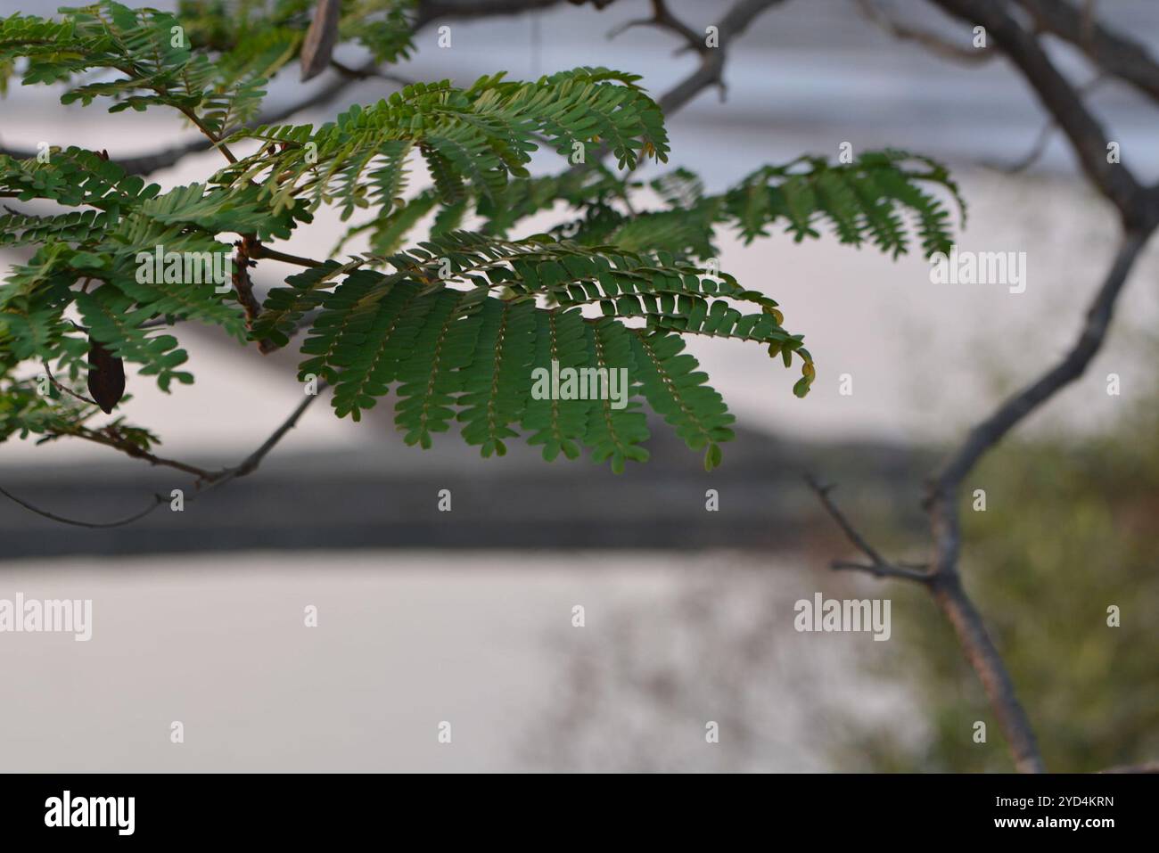Yellow Flame Tree (Peltophorum pterocarpum Stock Photo - Alamy