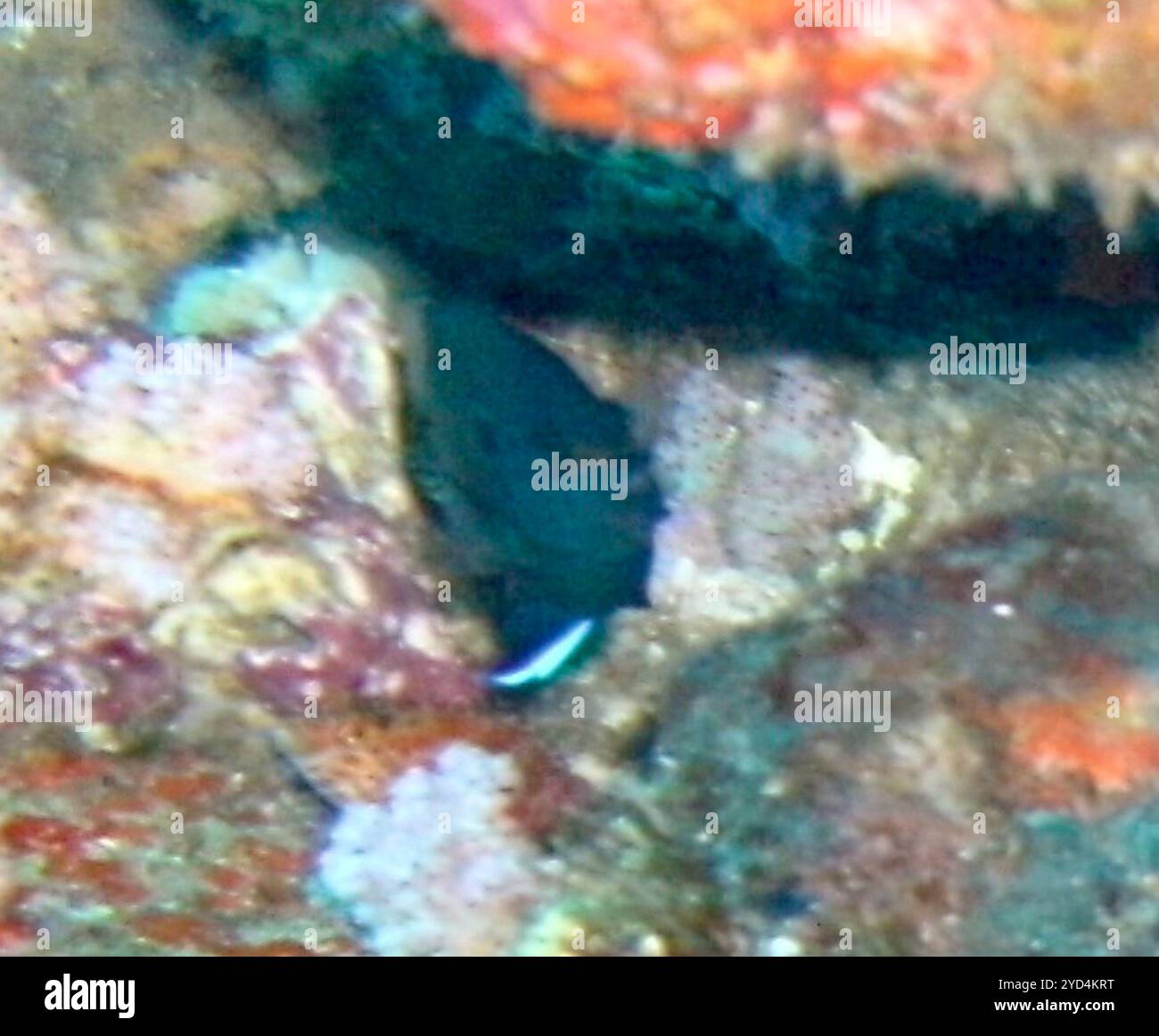 Brown Pygmy Angelfish (Centropyge multispinis Stock Photo - Alamy