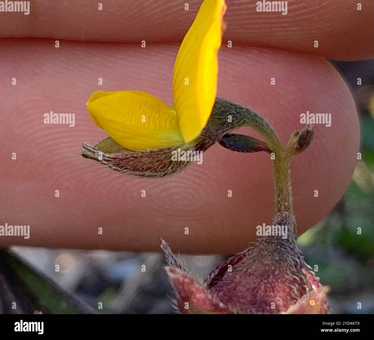 Rabbitbells (Crotalaria rotundifolia Stock Photo - Alamy
