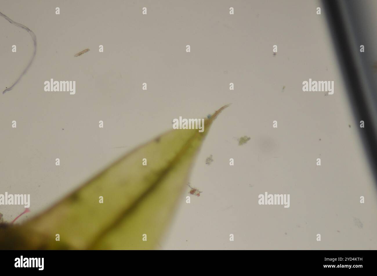 Long-leaved Thread Moss (Ptychostomum pseudotriquetrum Stock Photo - Alamy