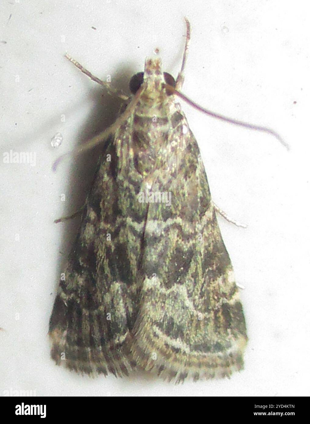 Old World Webworm (Hellula undalis Stock Photo - Alamy