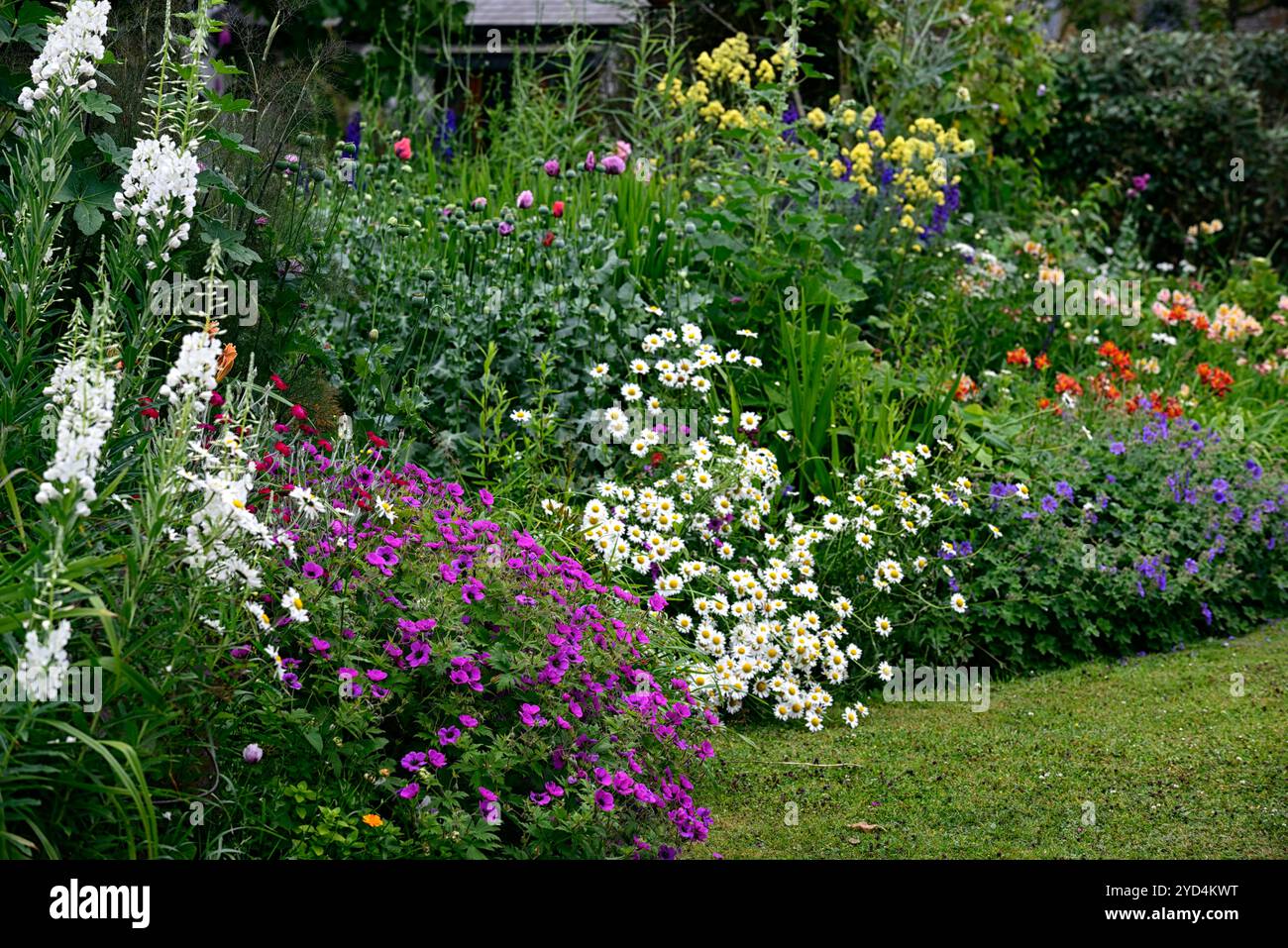 Geranium anne thomson; Chamaenerion angustifolium,Epilobium ...