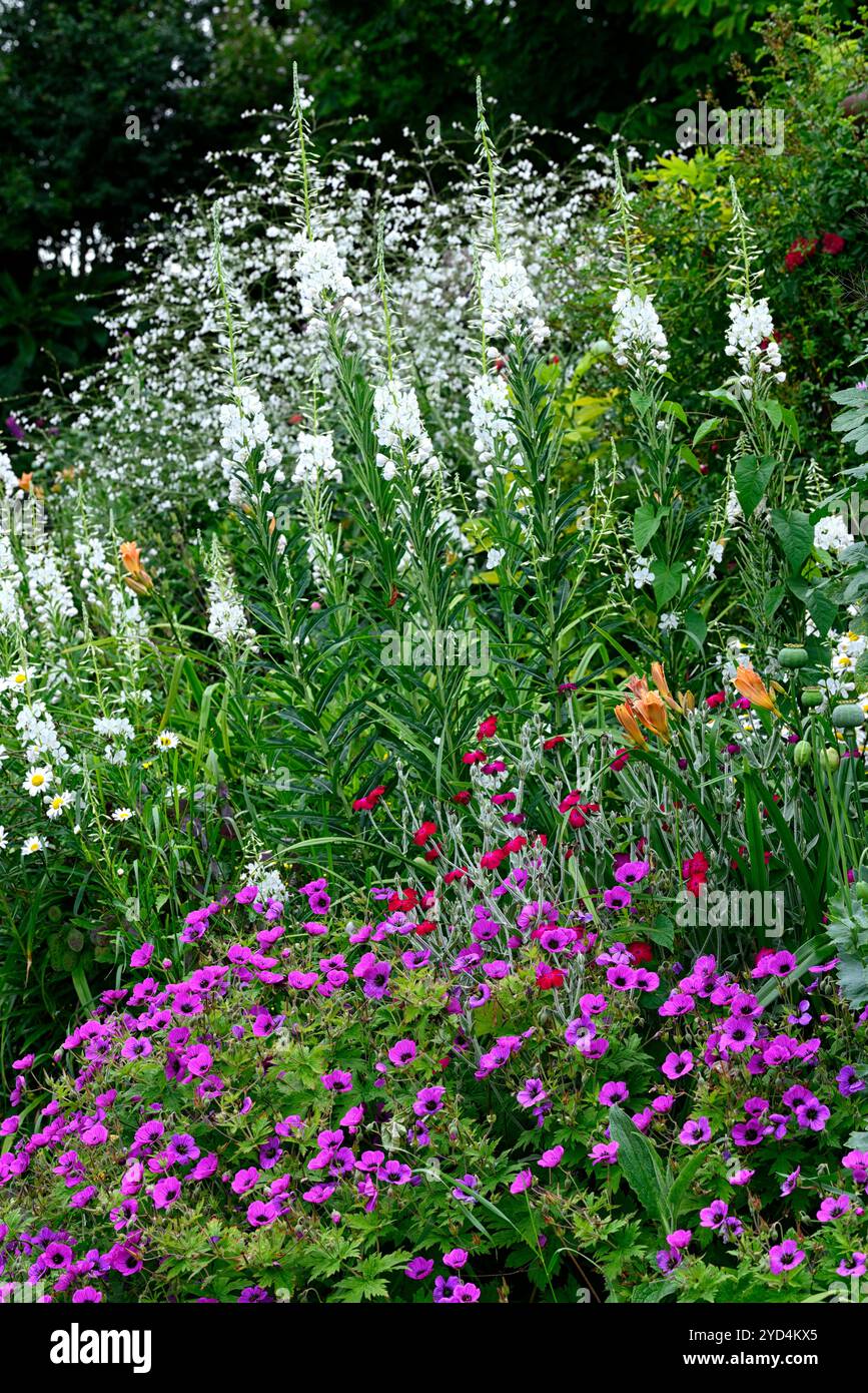 Geranium anne thomson; Chamaenerion angustifolium,Epilobium ...