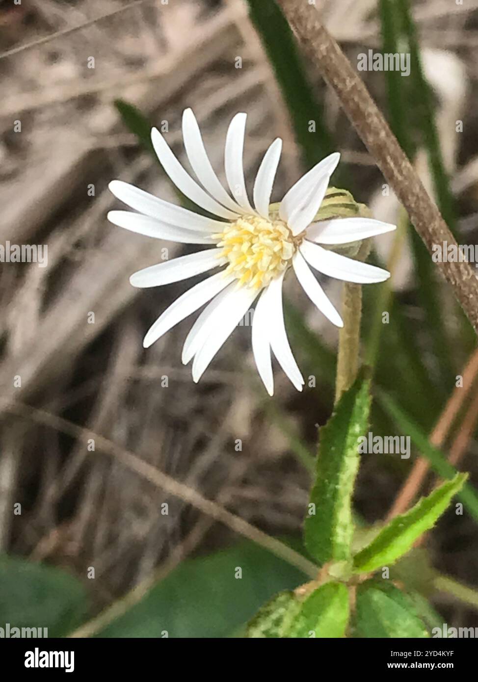 Pineland Daisy (Chaptalia tomentosa Stock Photo - Alamy