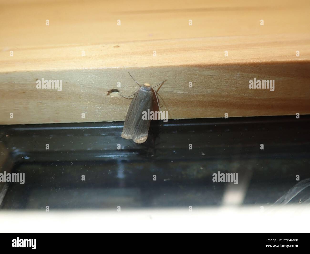 Lesser Wax Moth (Achroia grisella Stock Photo - Alamy