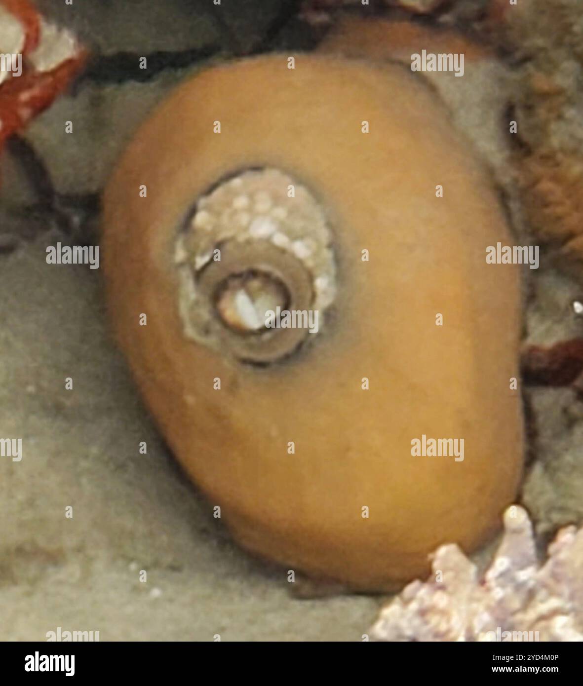 Giant Keyhole Limpet (Megathura crenulata Stock Photo - Alamy