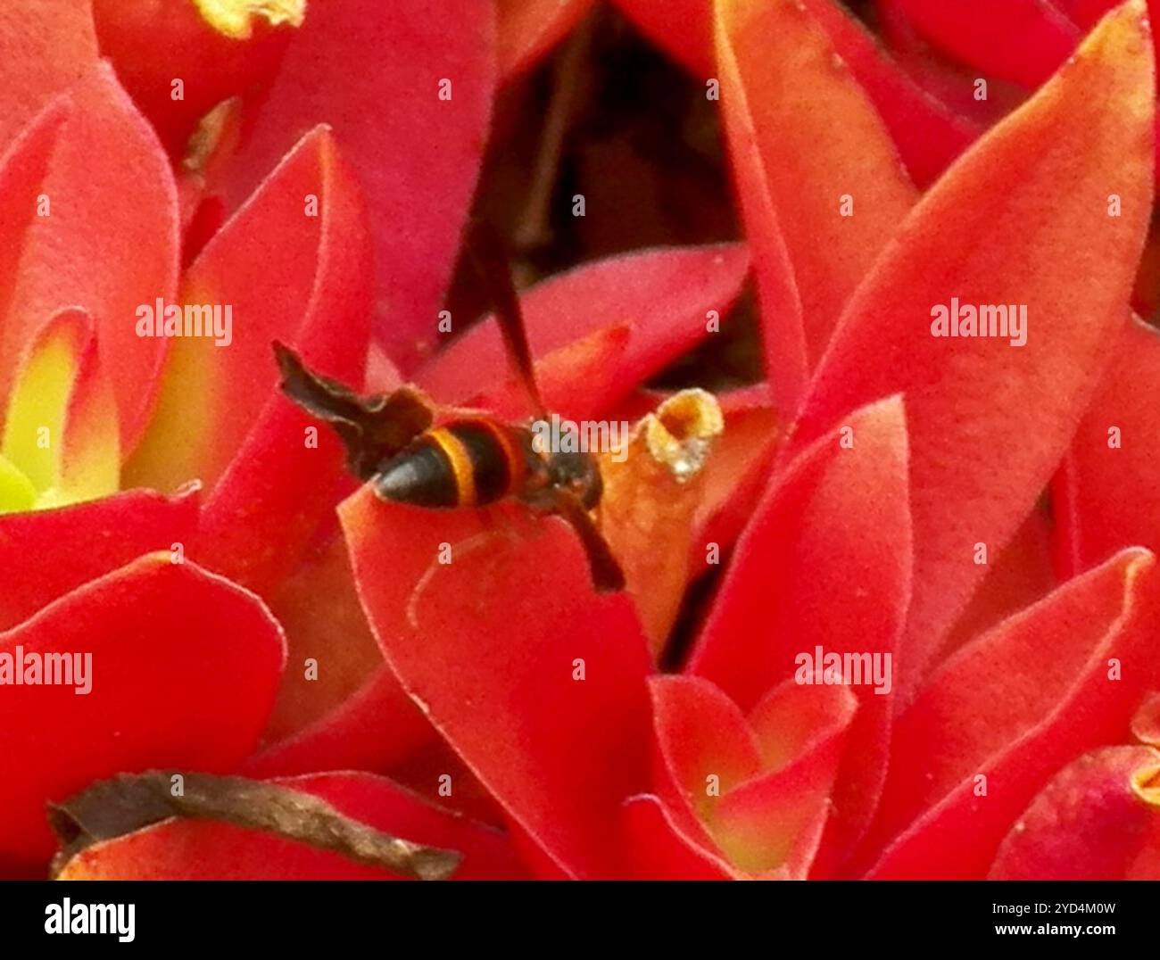Red-marked Pachodynerus Wasp (Pachodynerus erynnis Stock Photo - Alamy