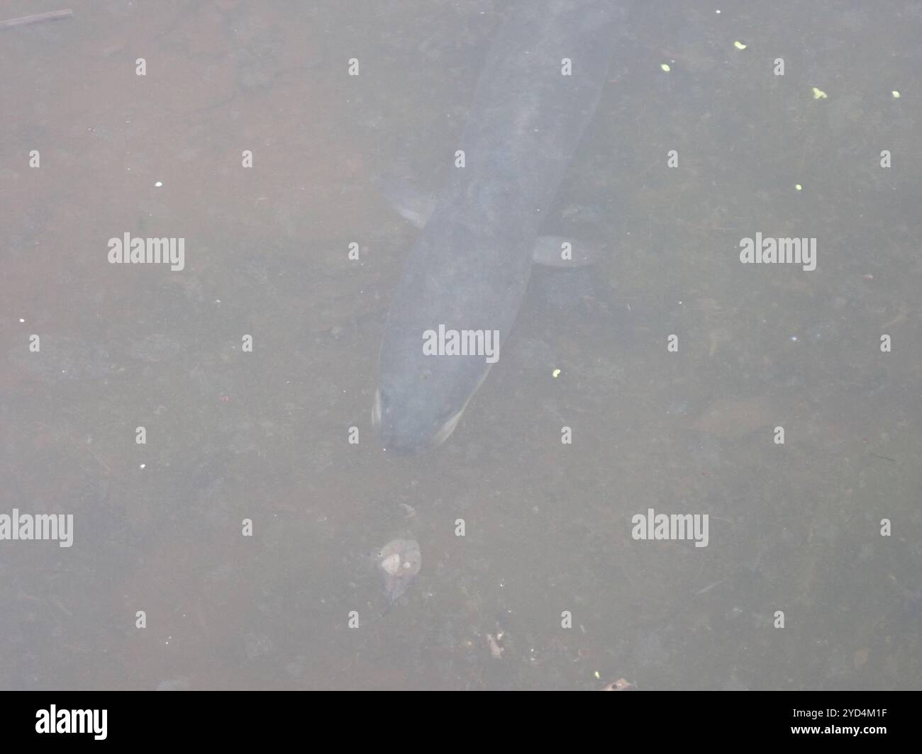 Short finned eel hi-res stock photography and images - Alamy