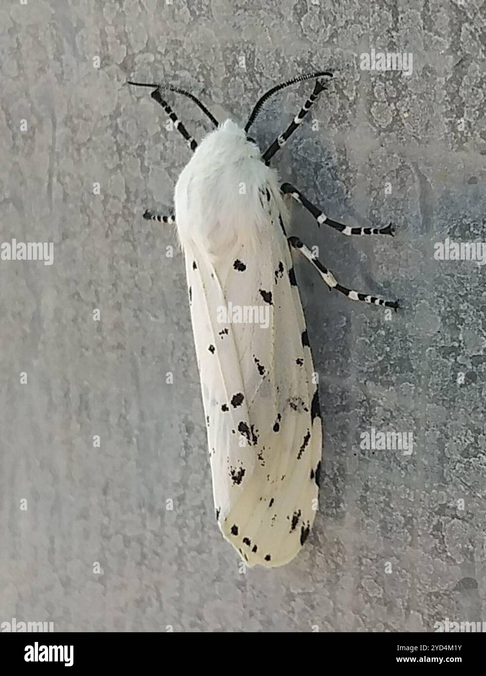 Salt Marsh Moth (Estigmene acrea Stock Photo - Alamy