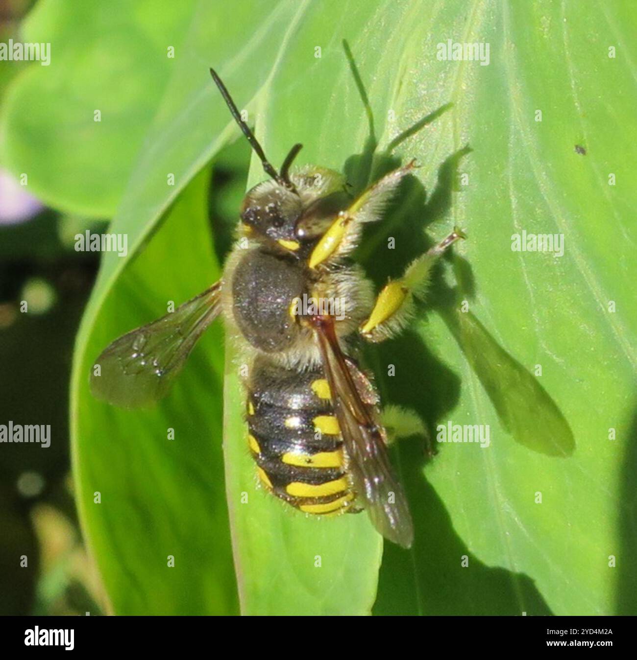 European Woolcarder Bee (Anthidium manicatum Stock Photo - Alamy