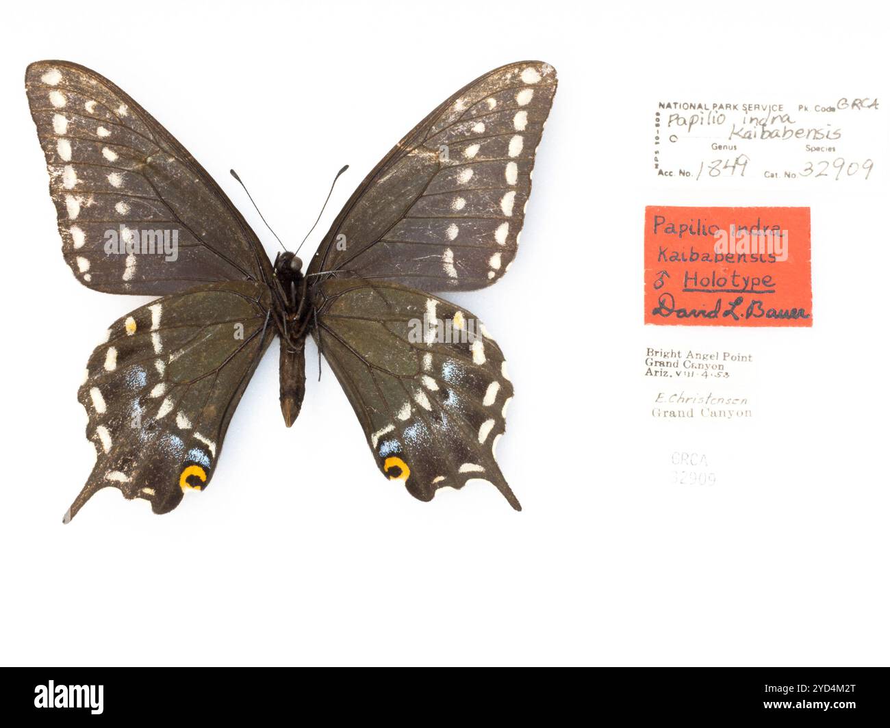 Indra Swallowtail (Papilio indra Stock Photo - Alamy