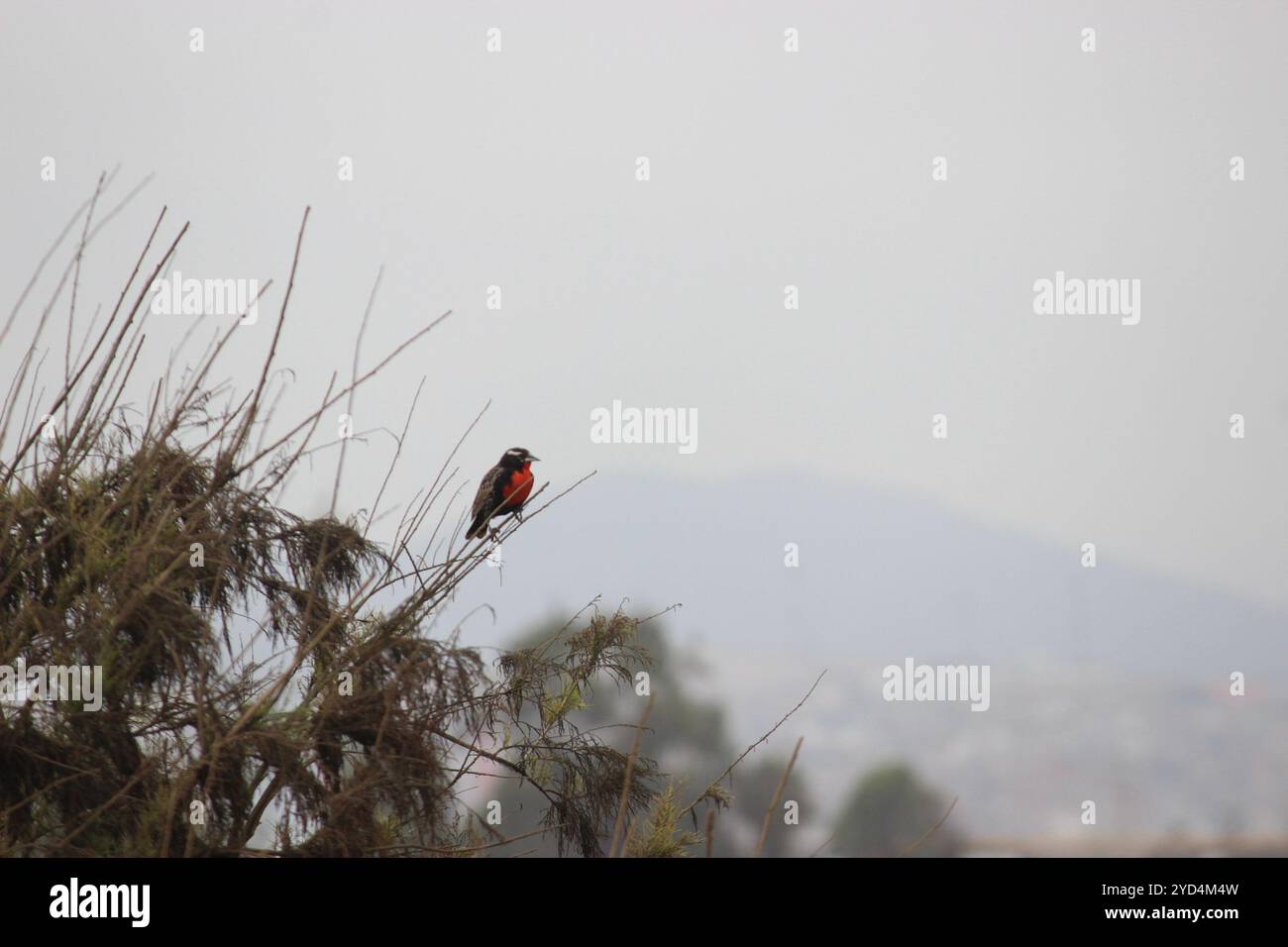 Peruvian meadowlark leistes bellicosus hi-res stock photography and ...