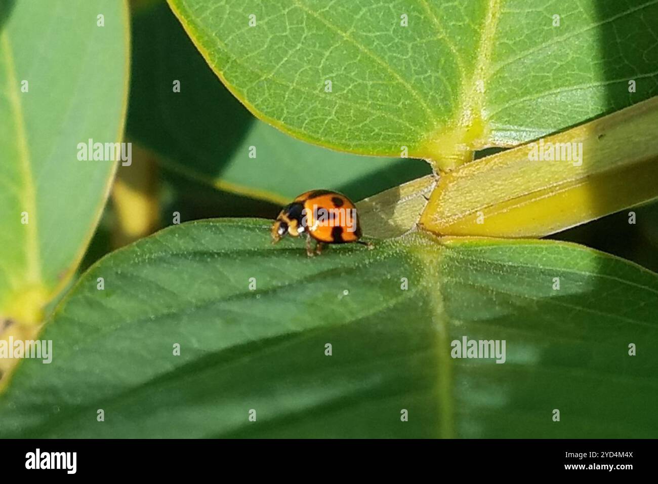 Variable Ladybird Beetle (Coelophora inaequalis Stock Photo - Alamy